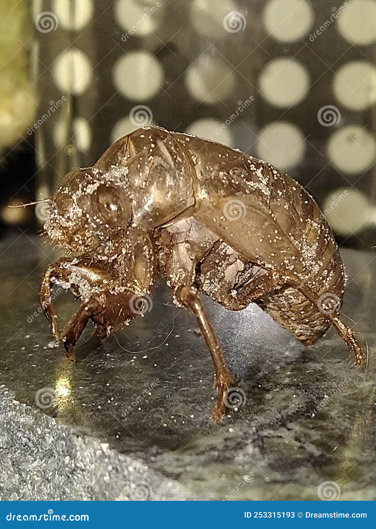 Carapace of a Bug Exoskeleton of a Beetle Skeleton Stock Image - Image ...