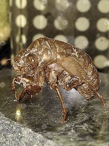 Carapace of a Bug Exoskeleton of a Beetle Skeleton Stock Image - Image ...