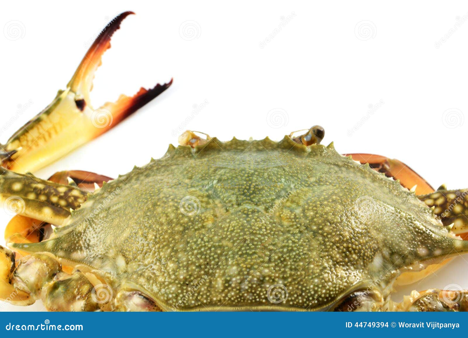 Carapace crab stock photo. Image of isolated, aquatic - 44749394