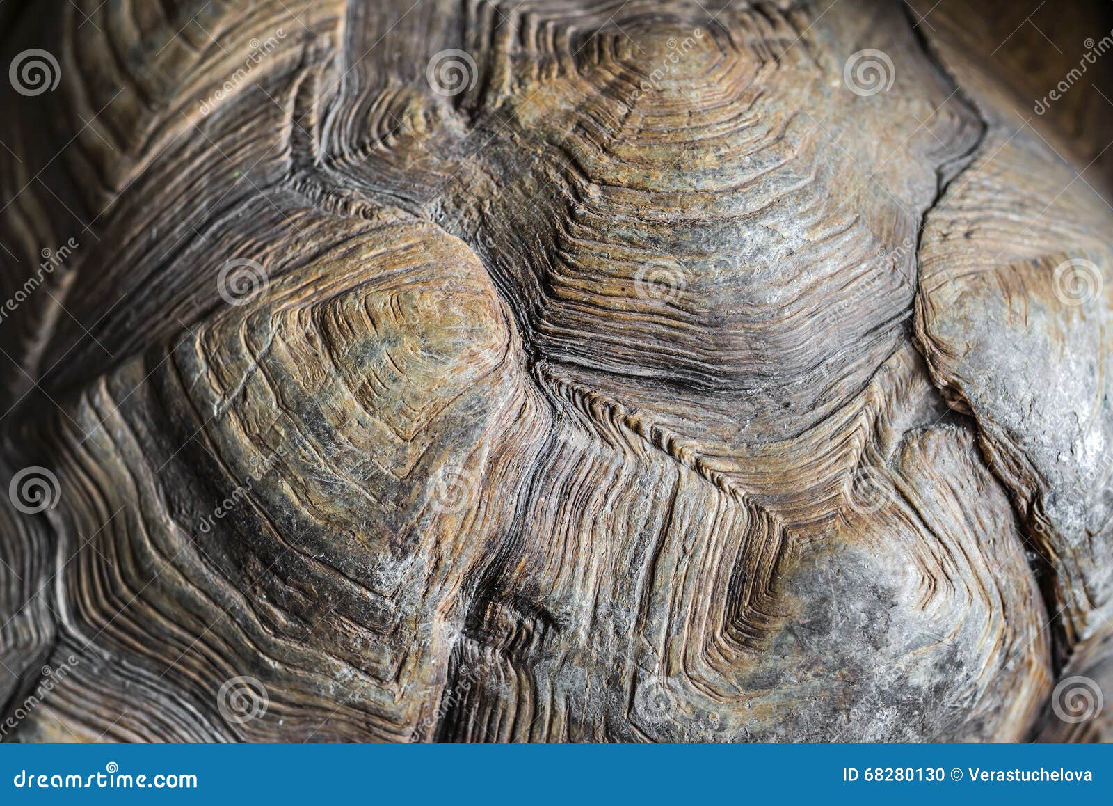 Carapace de tortue photo stock. Image du fermer, forme - 68280130