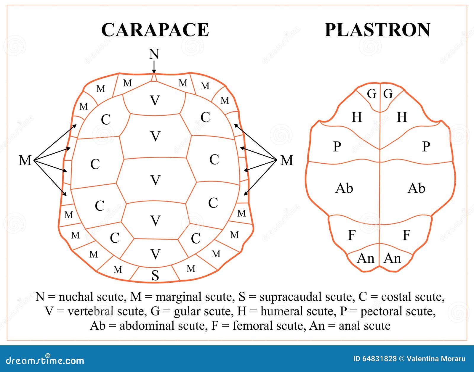 Carapace - Graeca Del Testudo Illustrazione di Stock - Illustrazione di ...