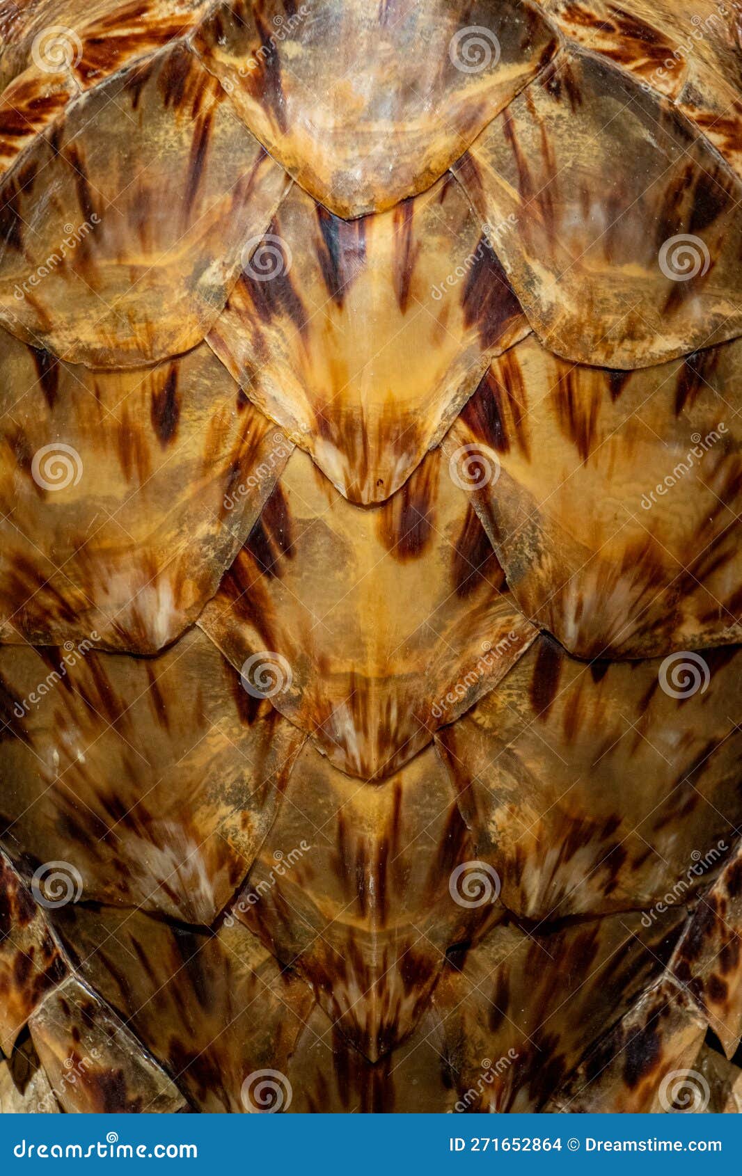 A Carapace of the Hawksbill Sea Turtle (Eretmochelys Imbricata) Stock ...