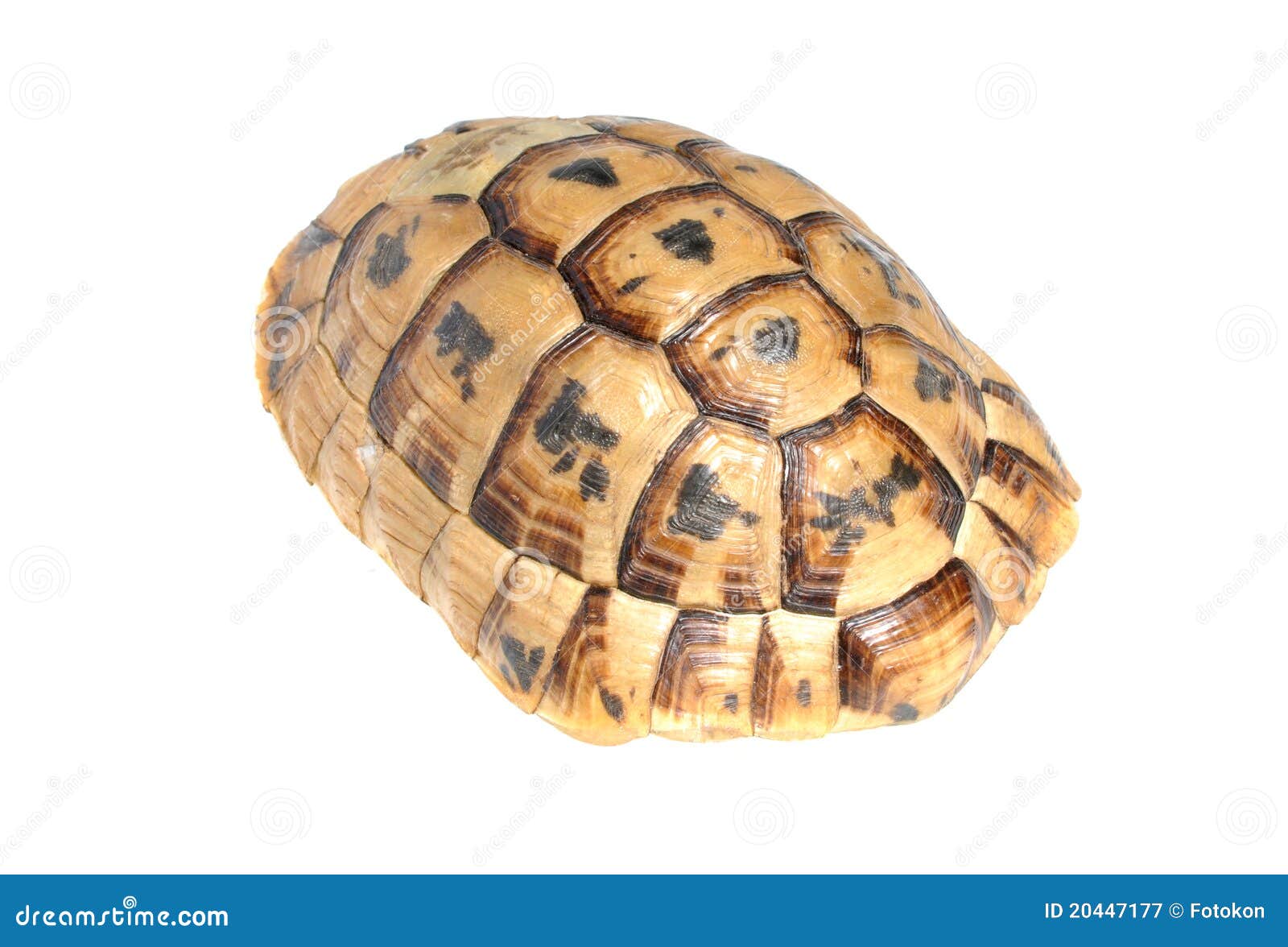 Carapace of Tortoise Turtle Stock Image - Image of washington ...