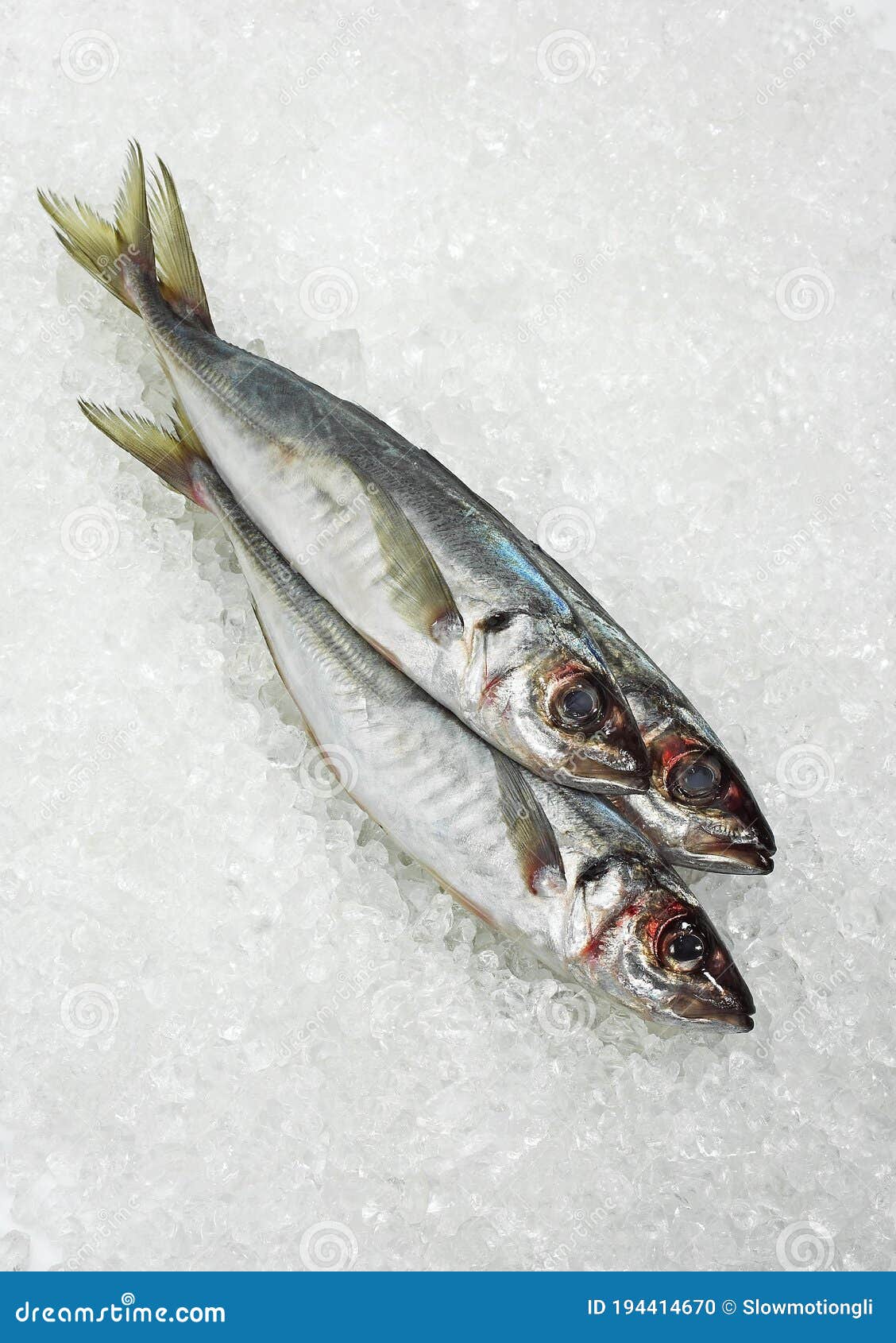 Carapau fresco no gelo foto de stock. Imagem de wildlife - 194414670
