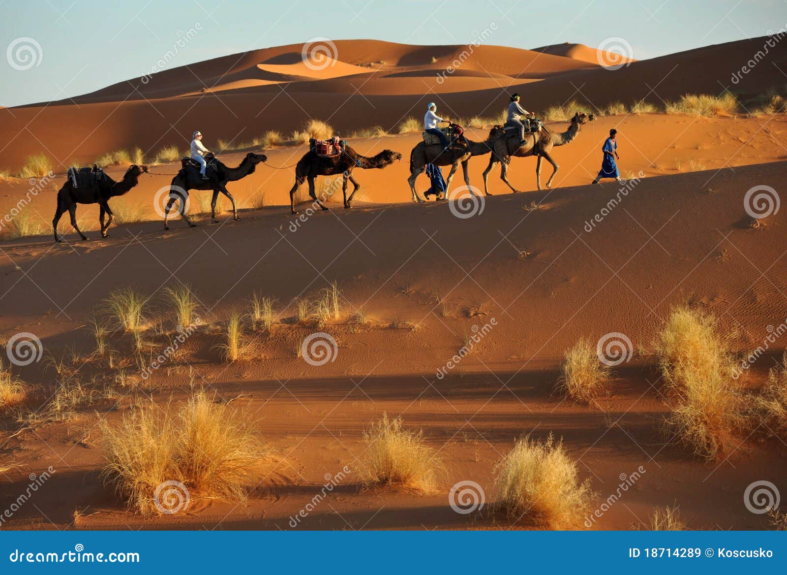 Caravan editorial stock image. Image of african, chebbi - 18714289