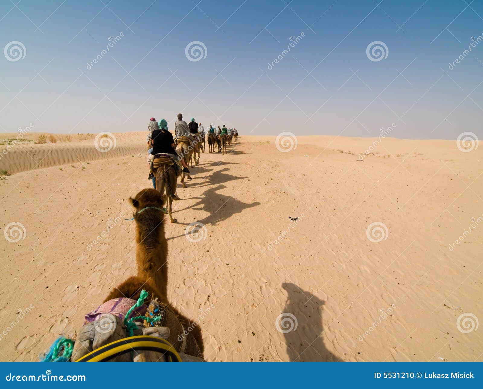 Caravan of camels stock photo. Image of middle, closeup - 5531210