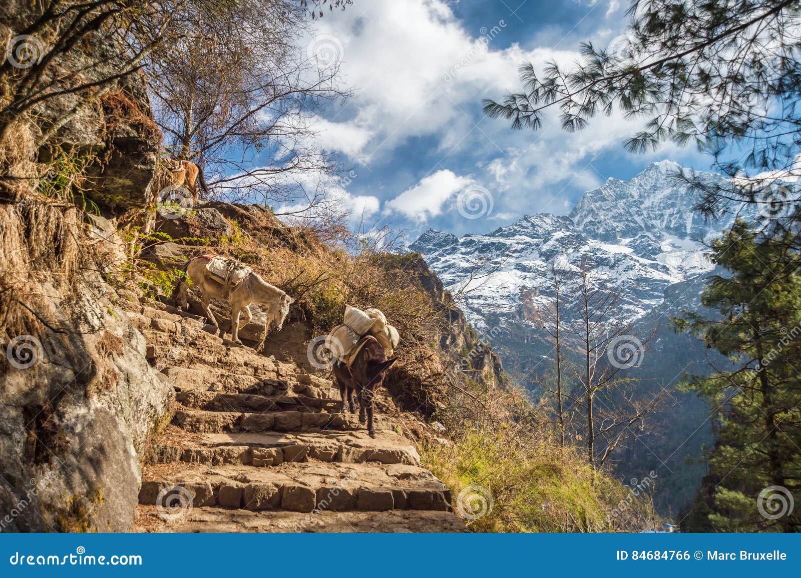 Caravan Of Donkeys Is Walking On Cliff Edge, Annapurna Trekking Stock ...