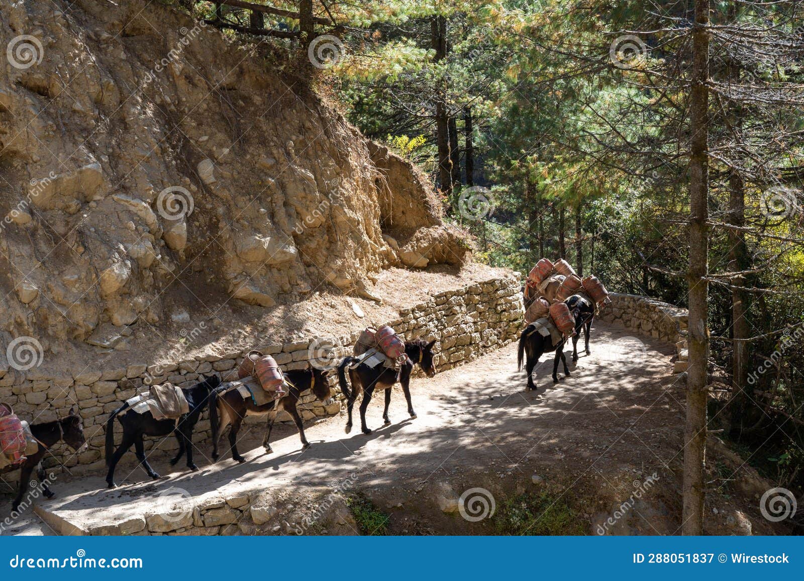 Caravan Of Donkeys Is Walking On Cliff Edge, Annapurna Trekking Stock ...