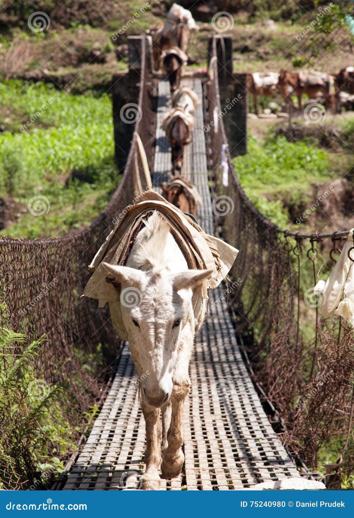 Caravan of Mules on Rope Hanging Suspension Bridge Stock Photo - Image ...