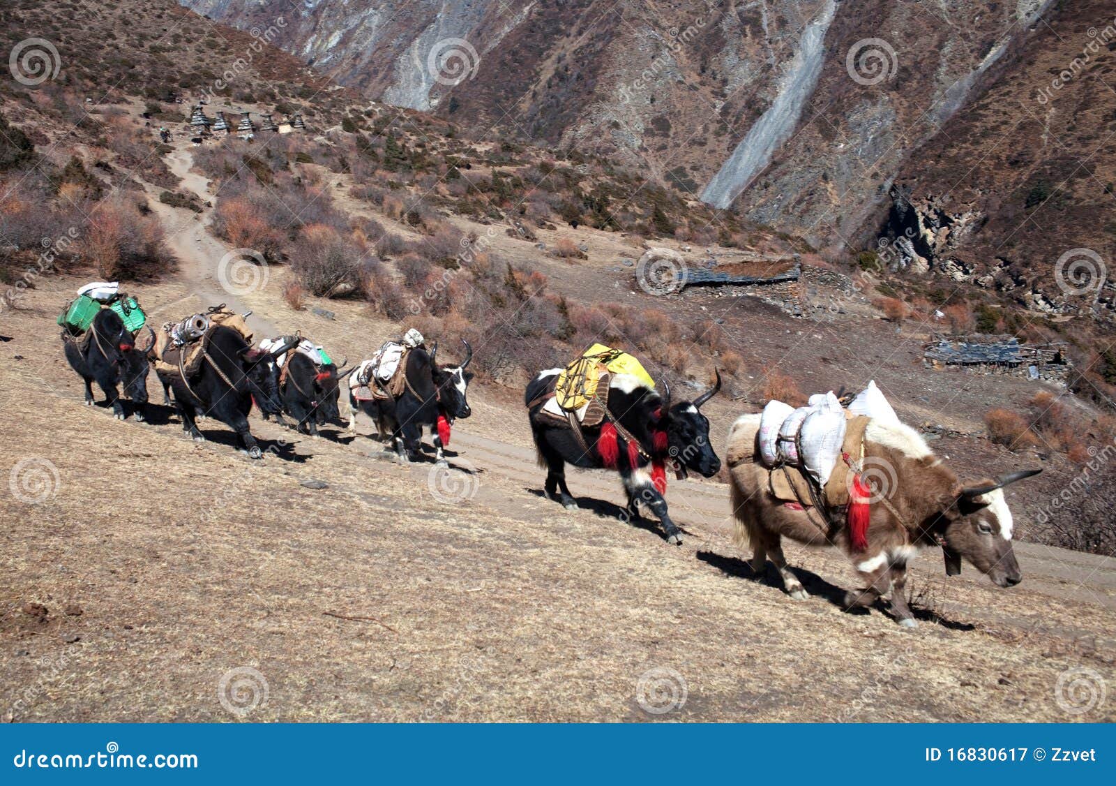 Caravan of Yaks Crossing from Tibet in the Nepal Stock Image - Image of ...