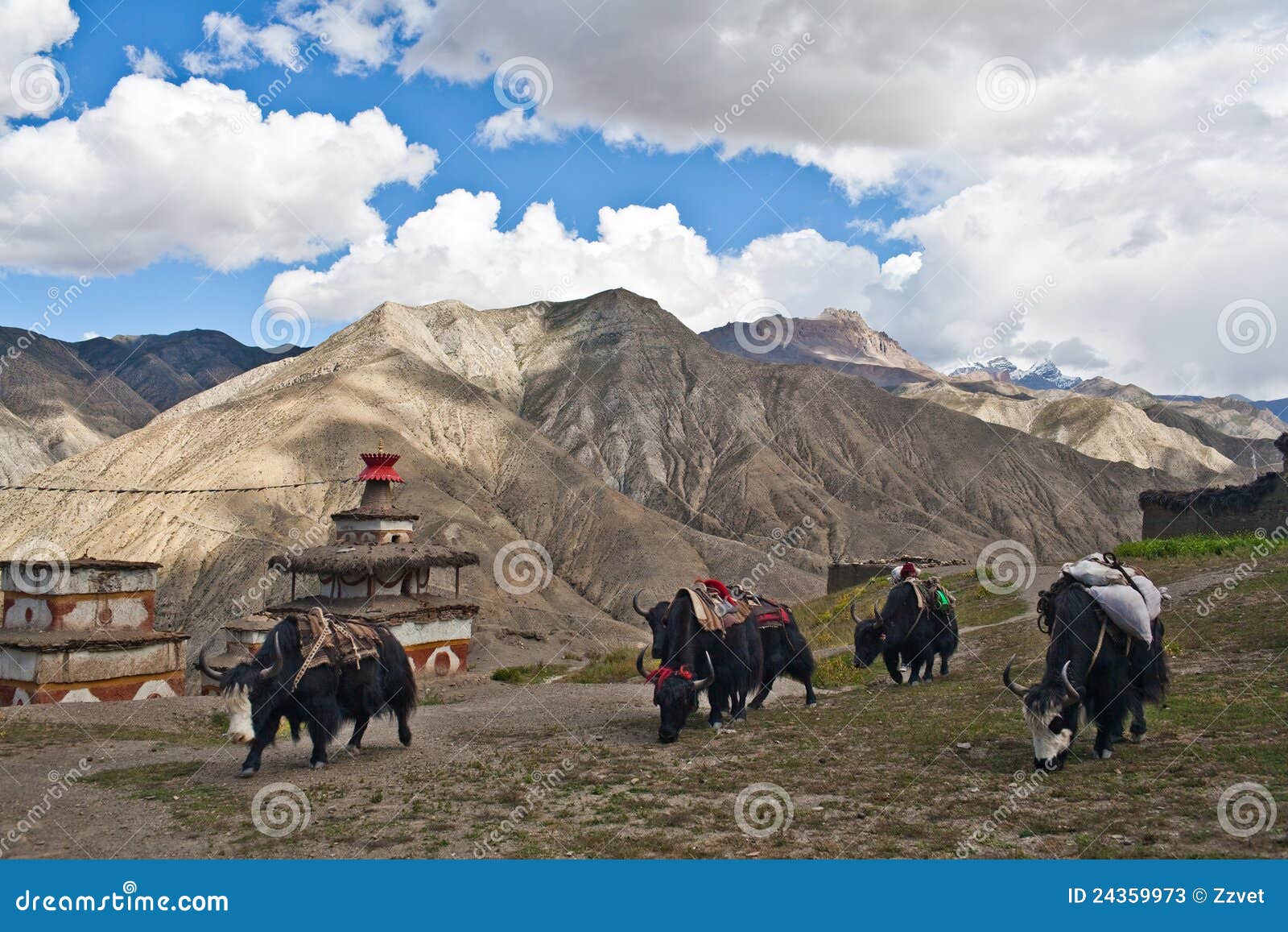 Caravan of Yaks in Inner Dolpo, Nepal Stock Image - Image of ...