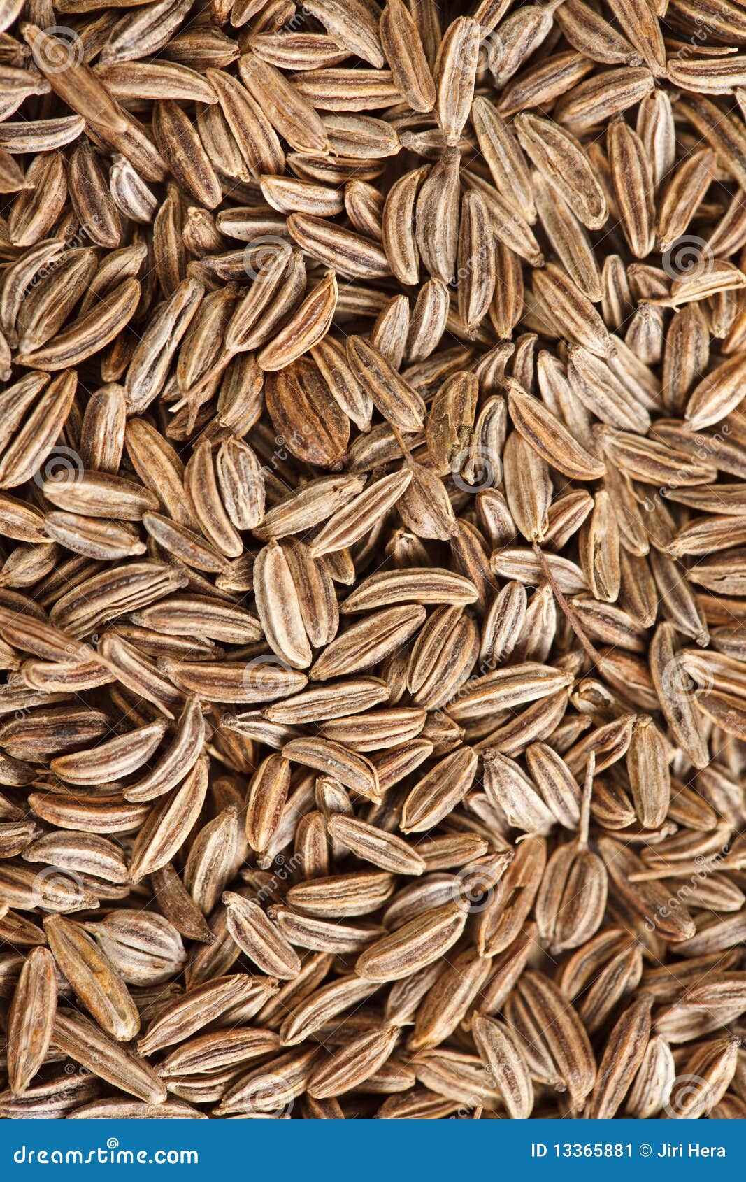 Caraway stock image. Image of nature, cooking, cuisine - 13365881