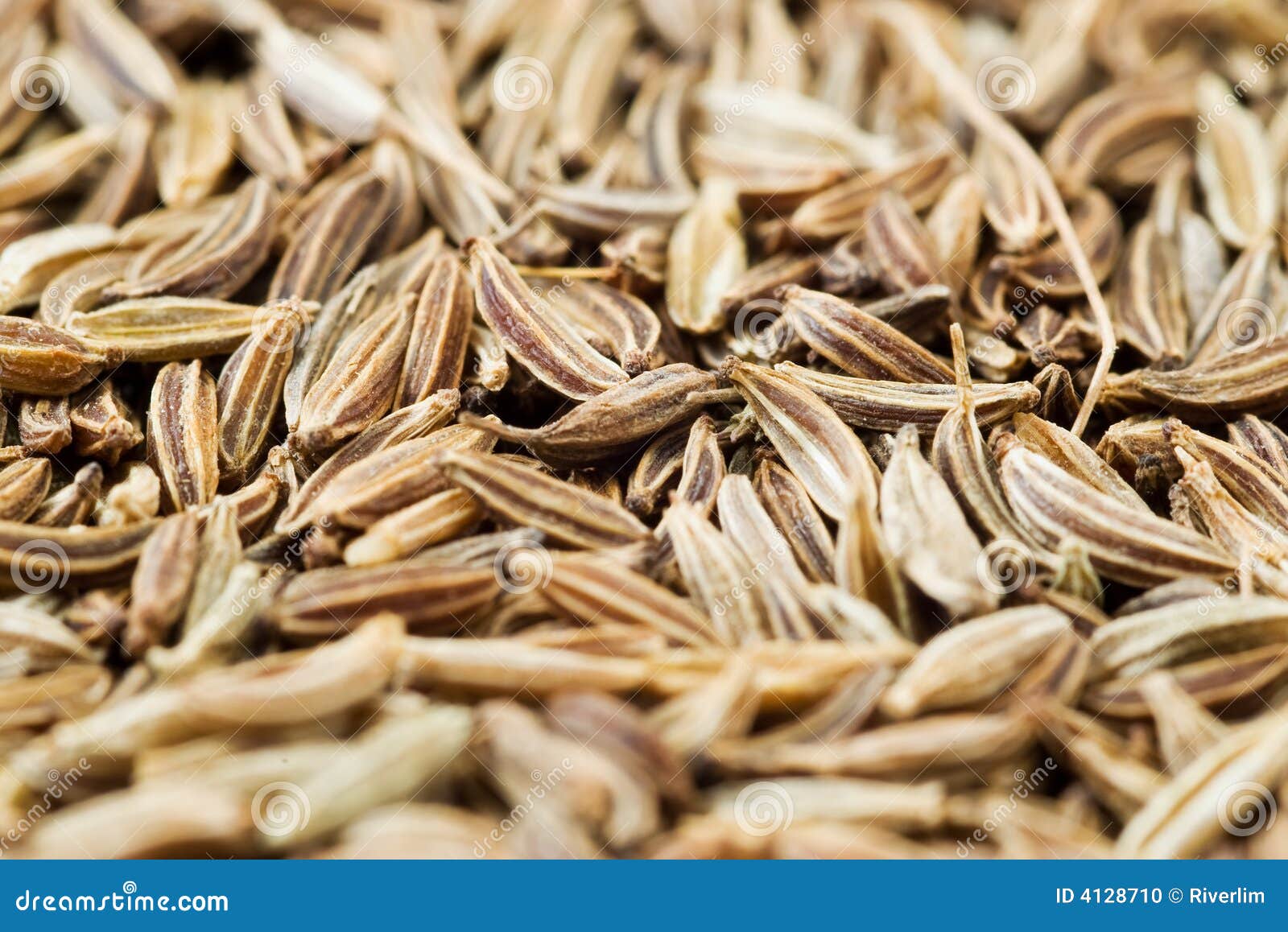 Caraway stock photo. Image of vitamins, brim, macro, salad - 4128710