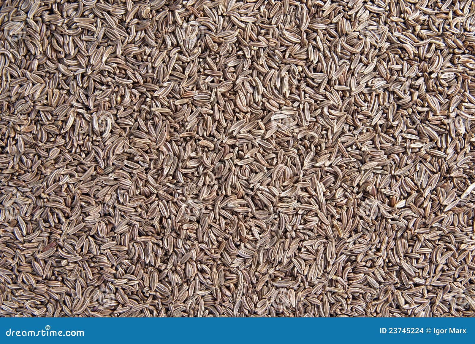 Caraway seeds stock photo. Image of aromatic, food, kummel - 23745224