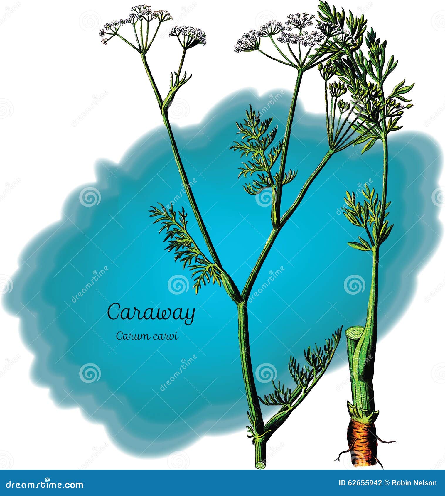 Caraway stock vector. Illustration of botanical, 19th - 62655942