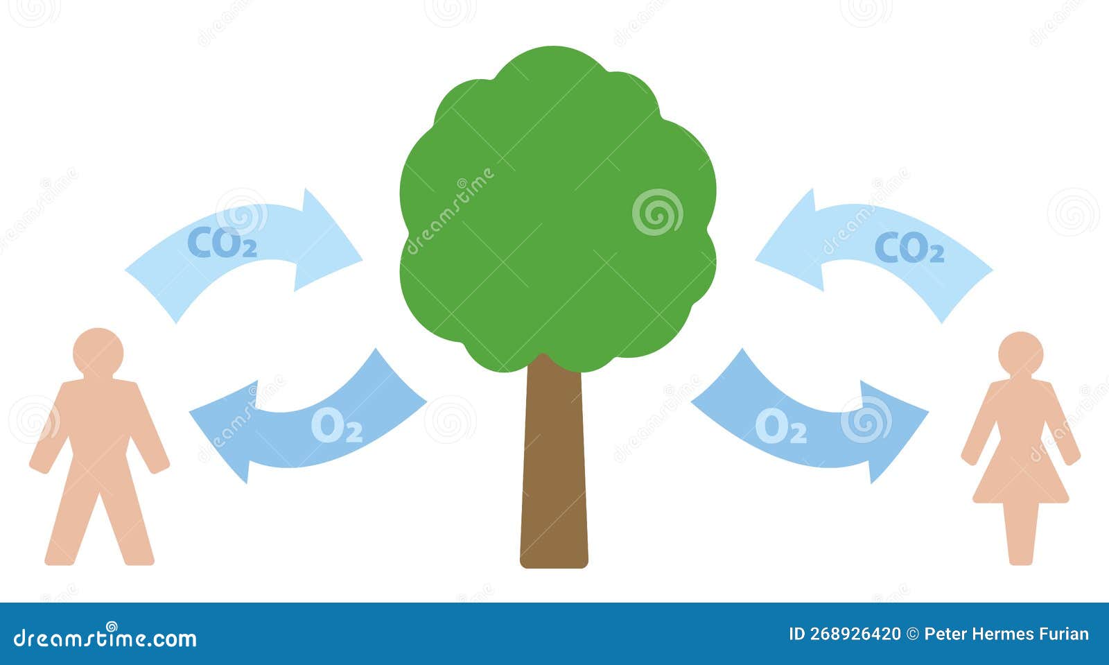 Carbon Cycle Oxygen Humans Tree Respiration Pictogram Stock Vector ...