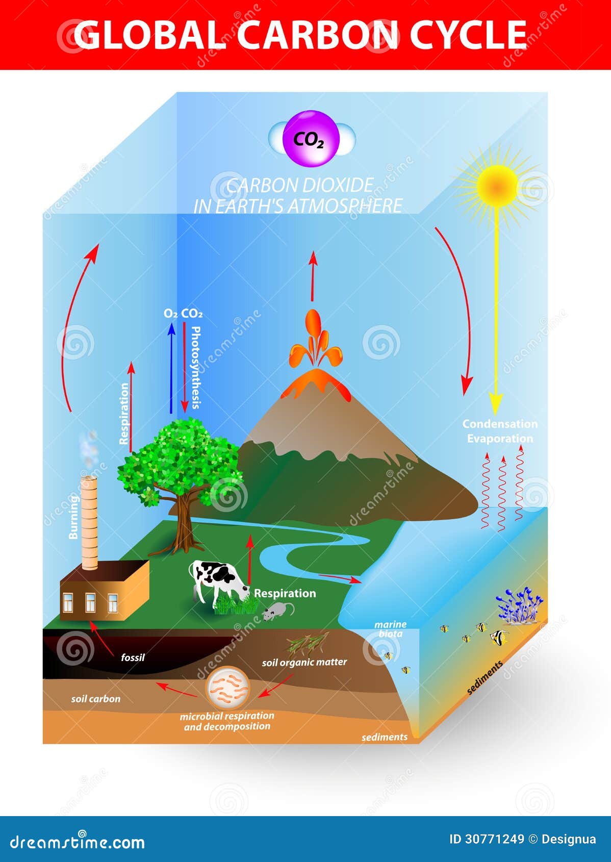 Carbon Cycle Diagram For Kids