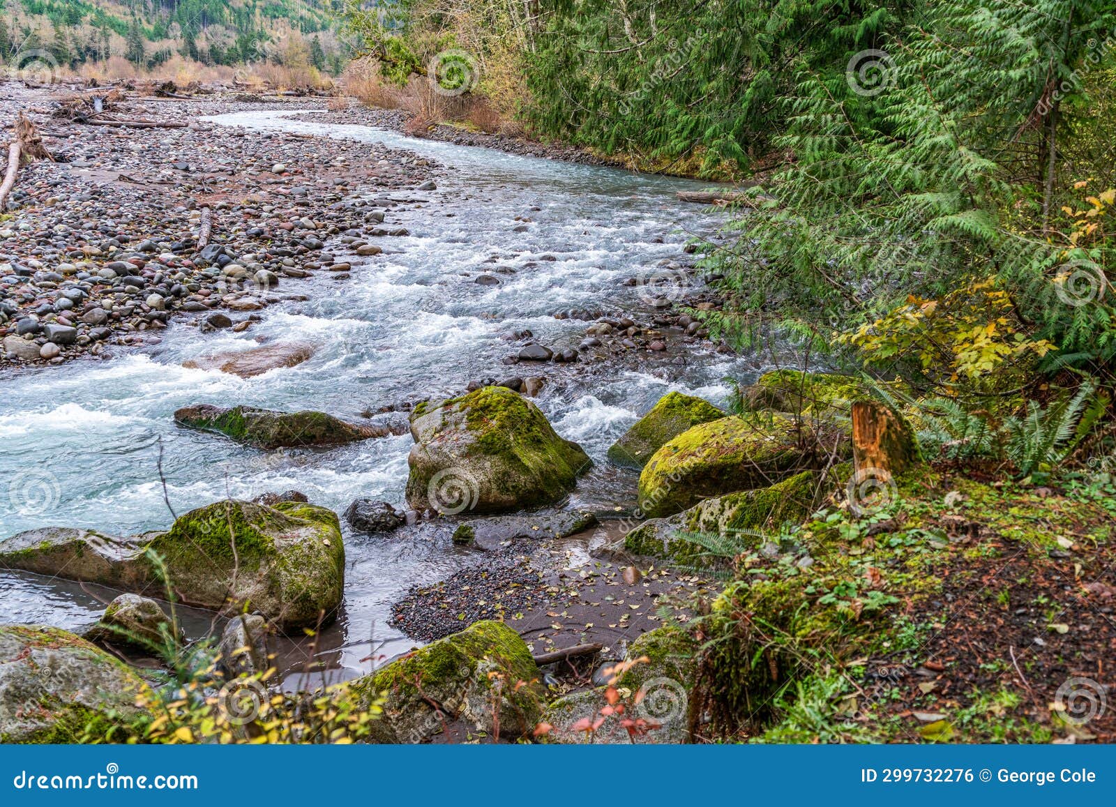 Carbon River Landscape 3 stock photo. Image of tourism - 299732276
