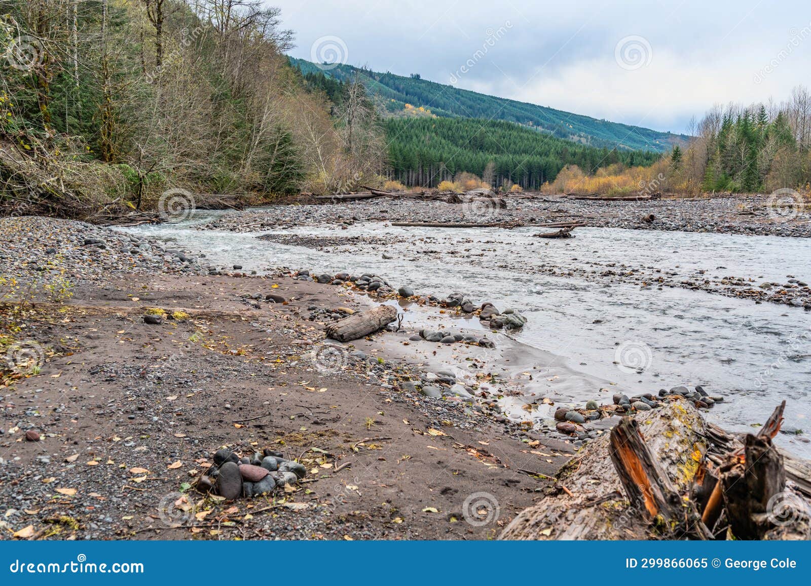 Carbon River Landscape 8 stock image. Image of travel - 299866065
