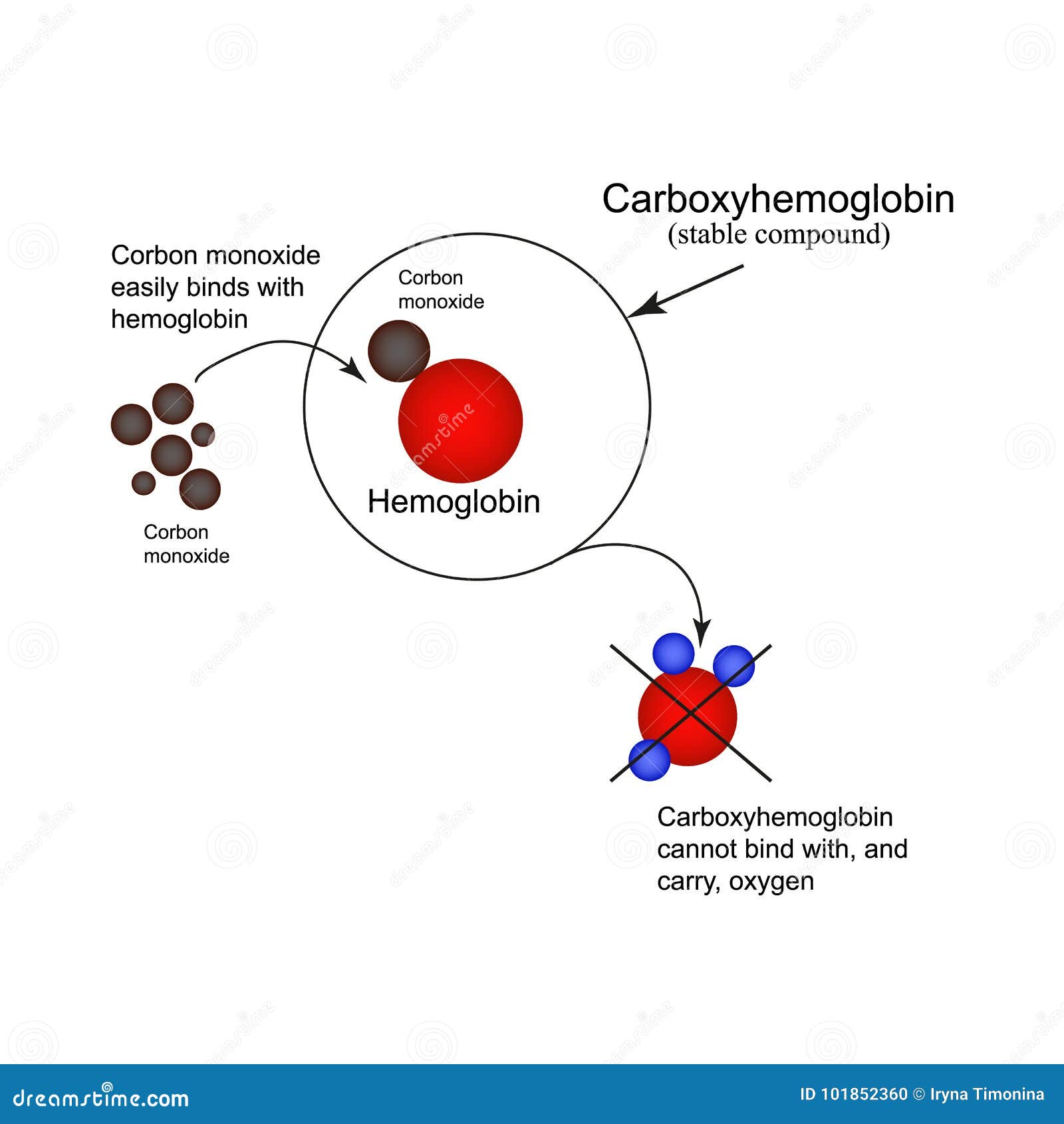 Carboxyhemoglobin. Joining the Hemoglobin Carbon Monoxide. Inability To ... Carboxyhemoglobin. Joining the Hemoglobin Carbon Monoxide. Inability To ...
