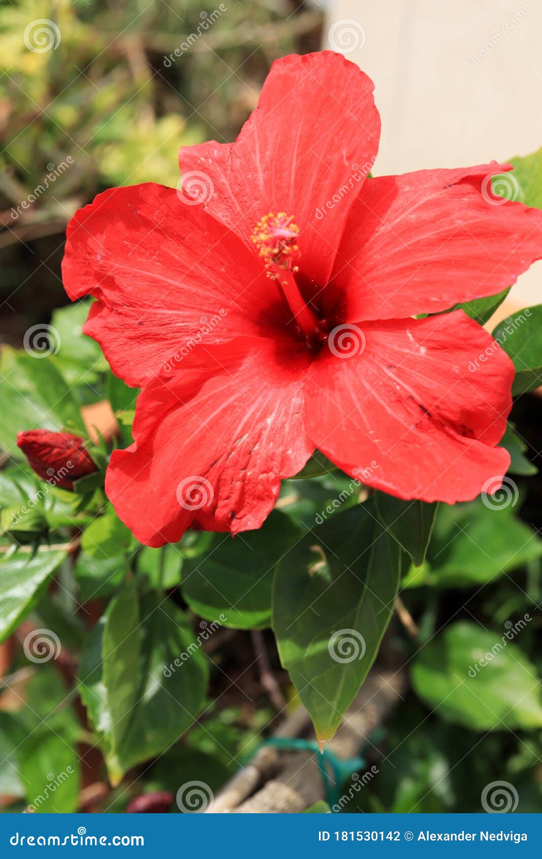 Carcade flower. stock photo. Image of background, garden - 181530142