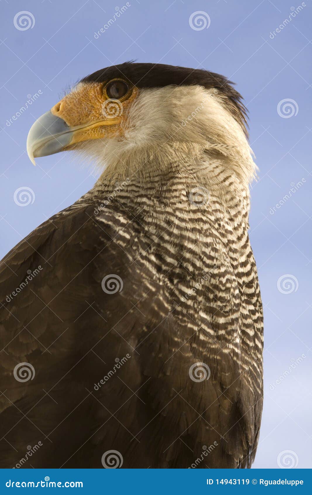 Carcara Eagle stock image. Image of detail, courageous - 14943119