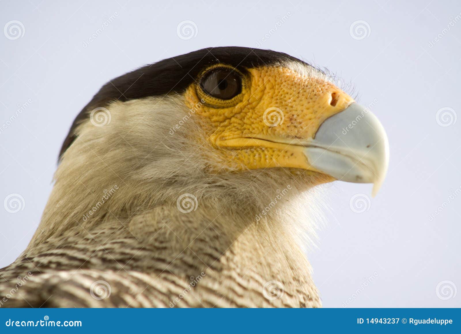 Carcara Eagle stock image. Image of eagle, creature, feathery - 14943237