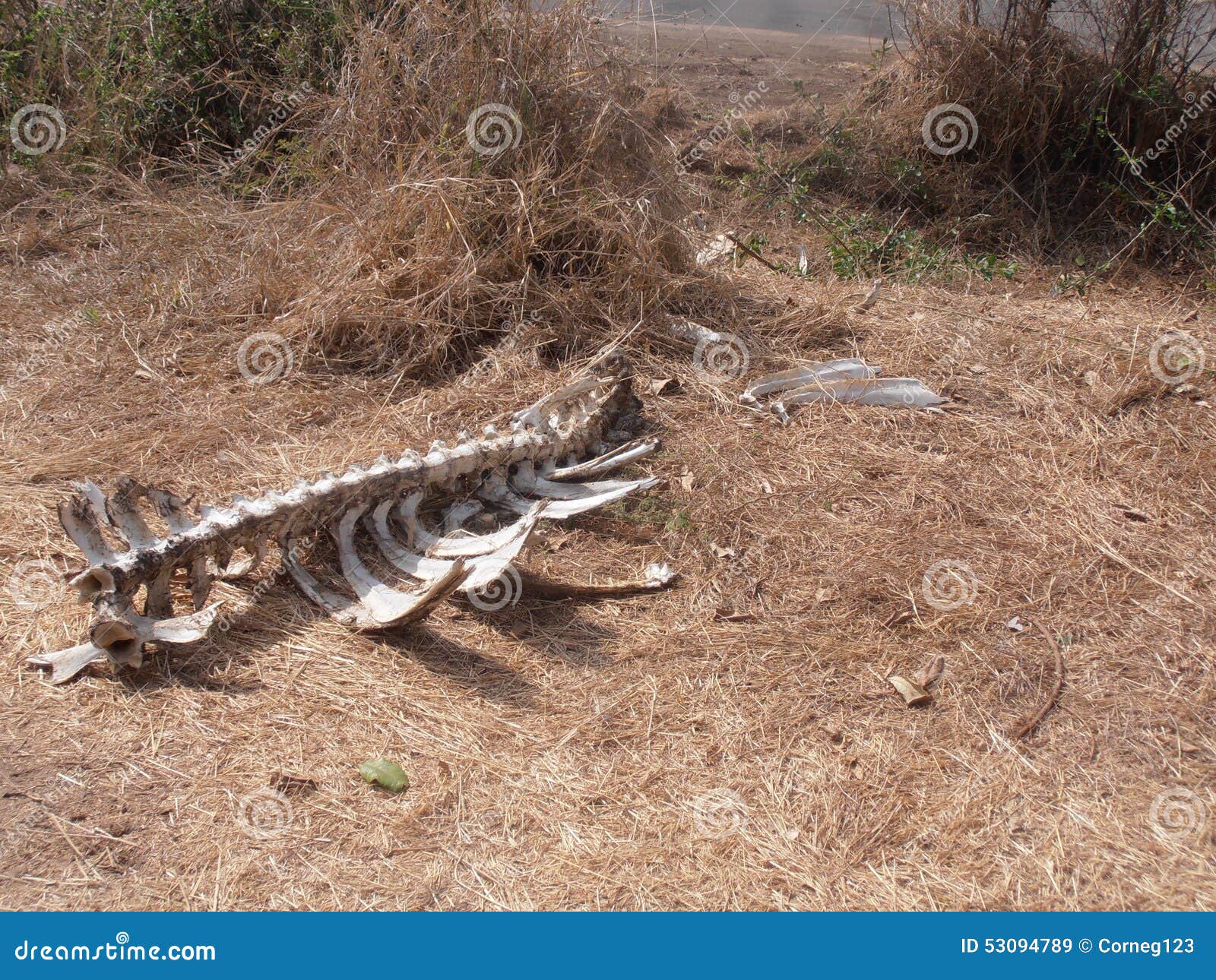 Carcass of animal stock image. Image of carcass, spine - 53094789