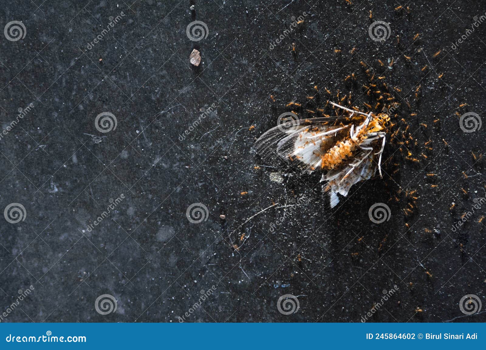 The Carcass of a Butterfly stock photo. Image of wing - 245864602