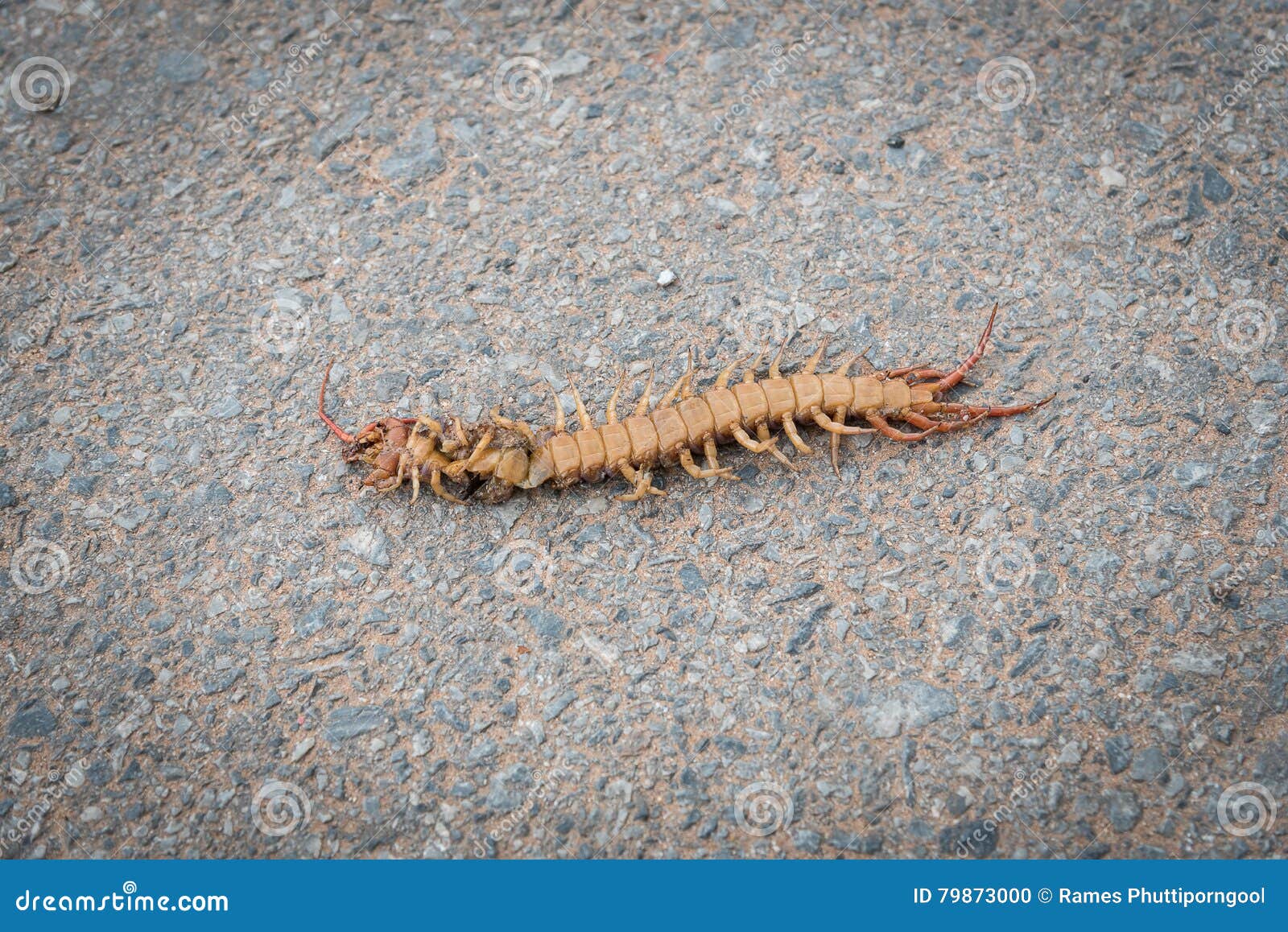 Carcass Centipede Lying Dead on the Road Stock Photo - Image of road ...