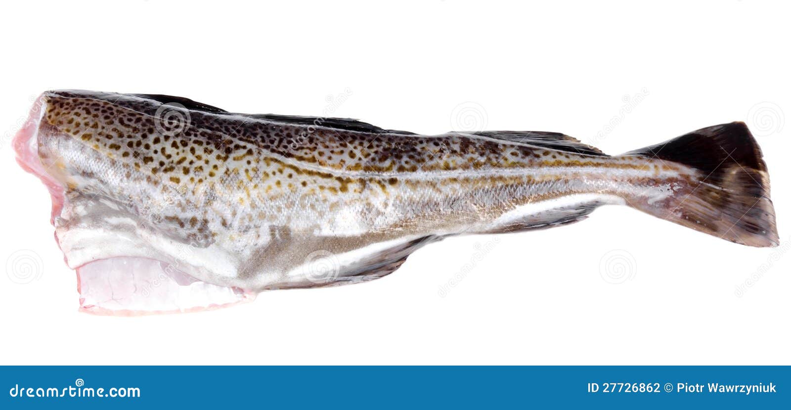 Carcass of cod fish stock photo. Image of catch, white - 27726862