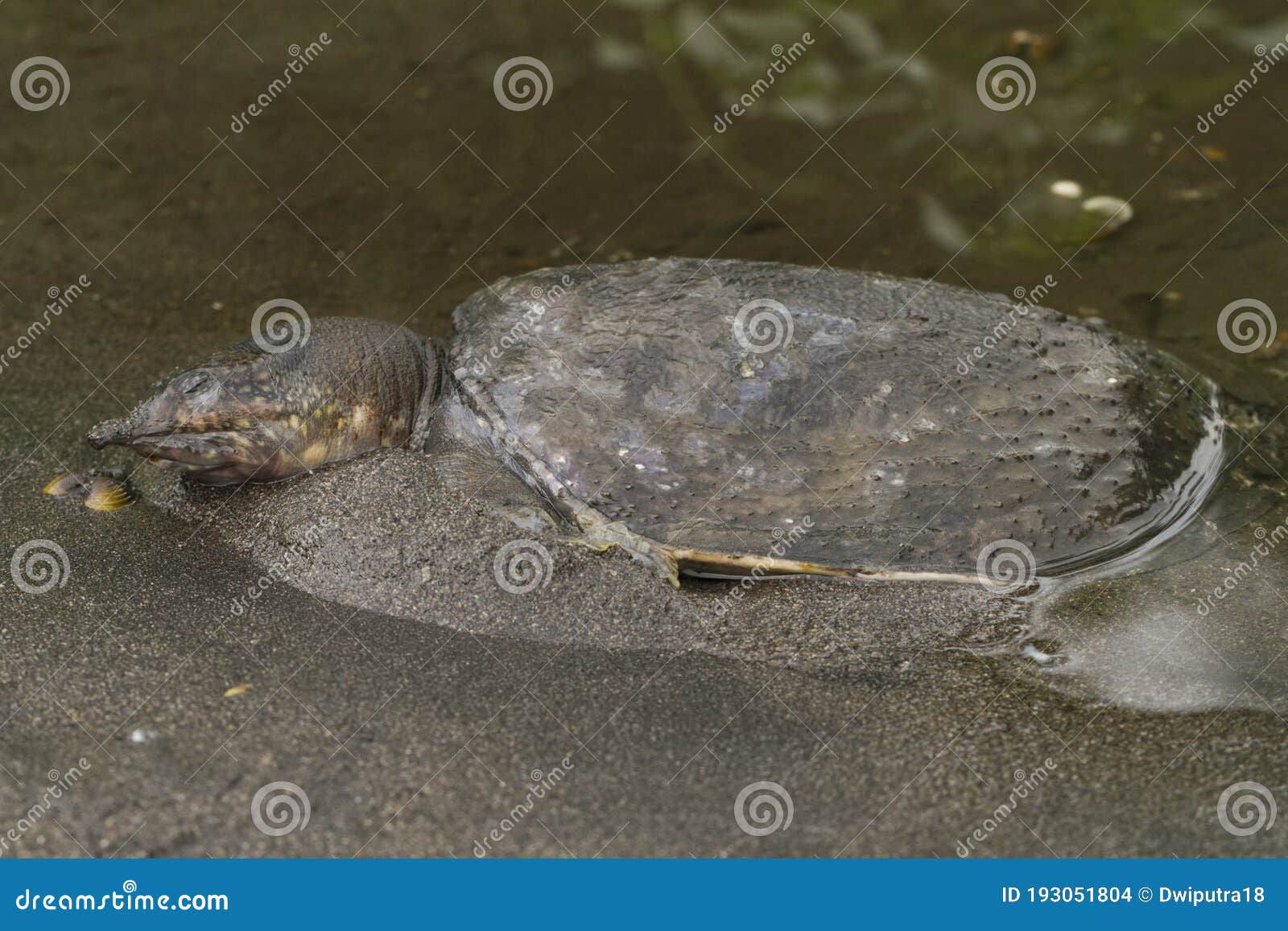 Carcass of a Common Softshell Turtle or Asiatic Softshell Turtle Amyda ...