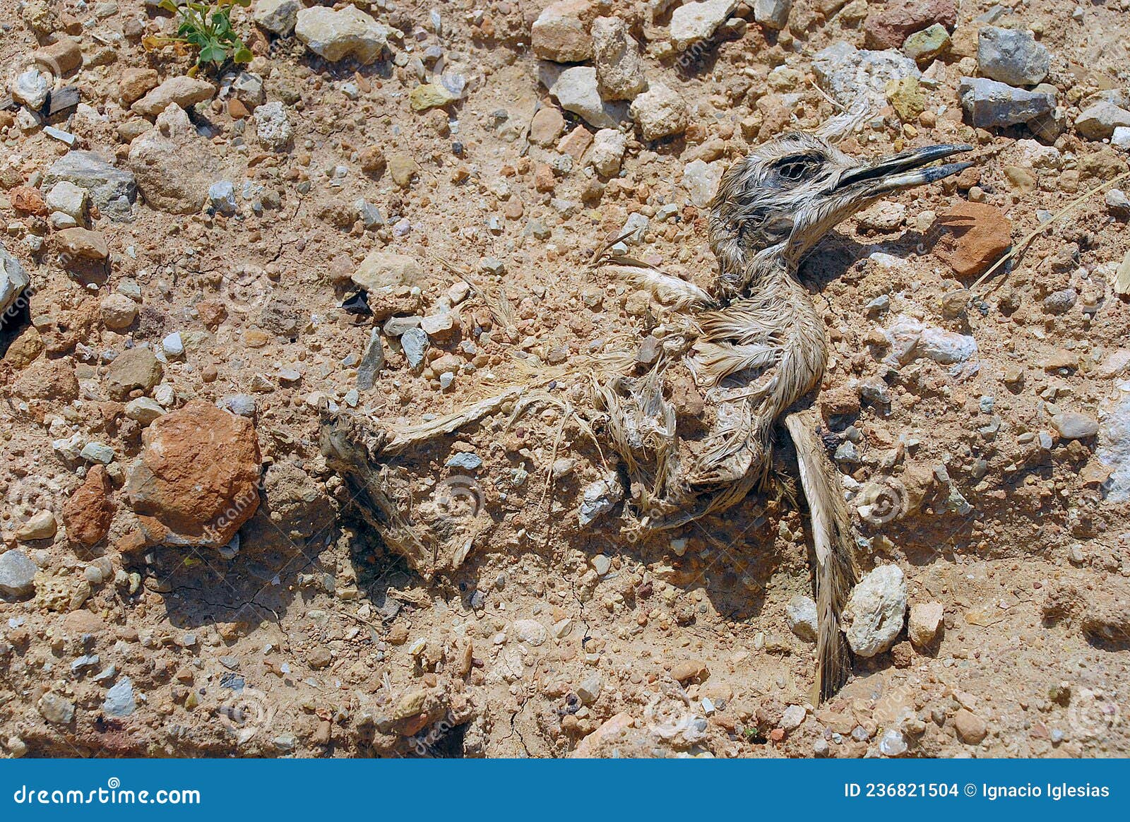 Dead Bird on the Ground with Earth Stock Photo - Image of nature, kill ...