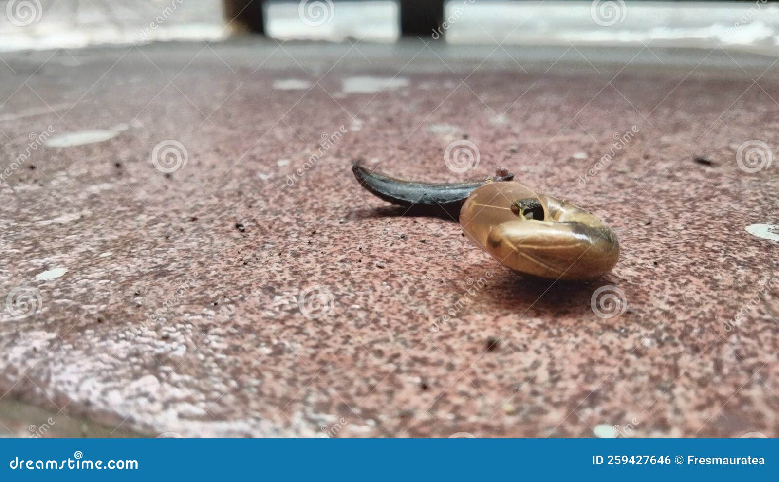 Carcass of a Dead Glass Snail Stock Photo - Image of pest, gastropod ...