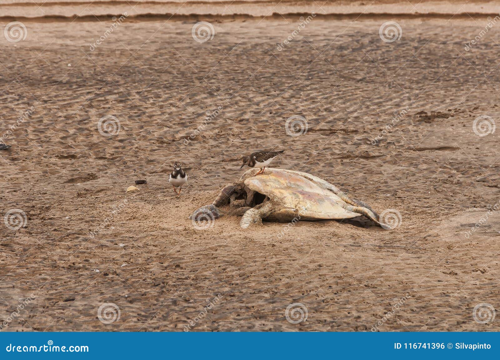 Dead Turtle Shell In Nature Royalty-Free Stock Photography ...