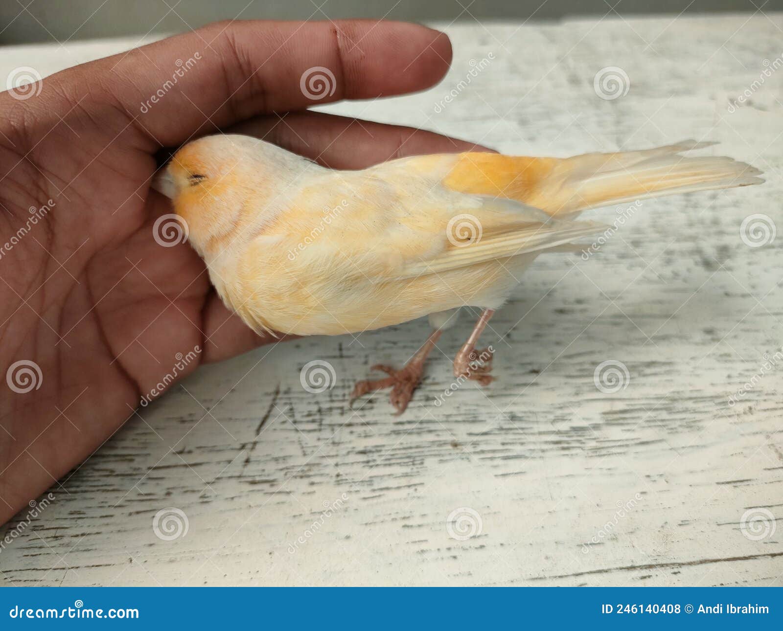Carcass of a Dead Yellow Canary Stock Photo - Image of wood, dead ...