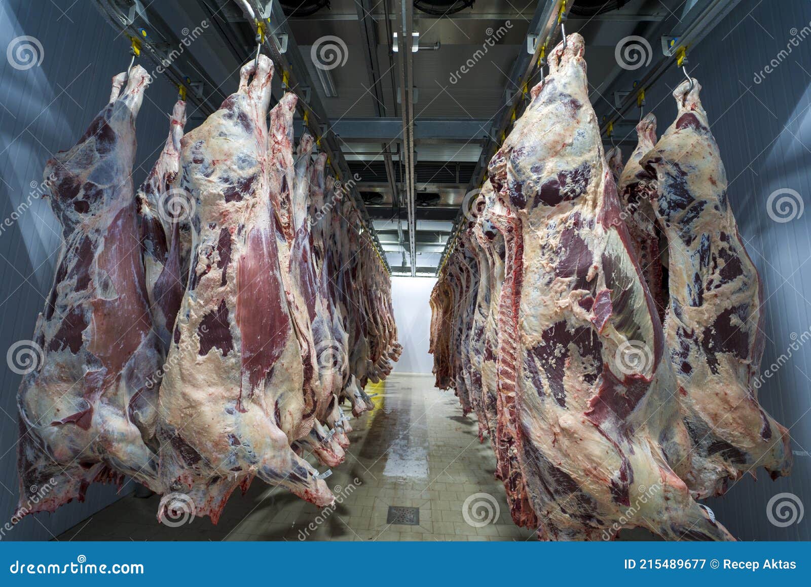 Carcass Meat in Cold Storage Room. Industrial Meat Production Line ...