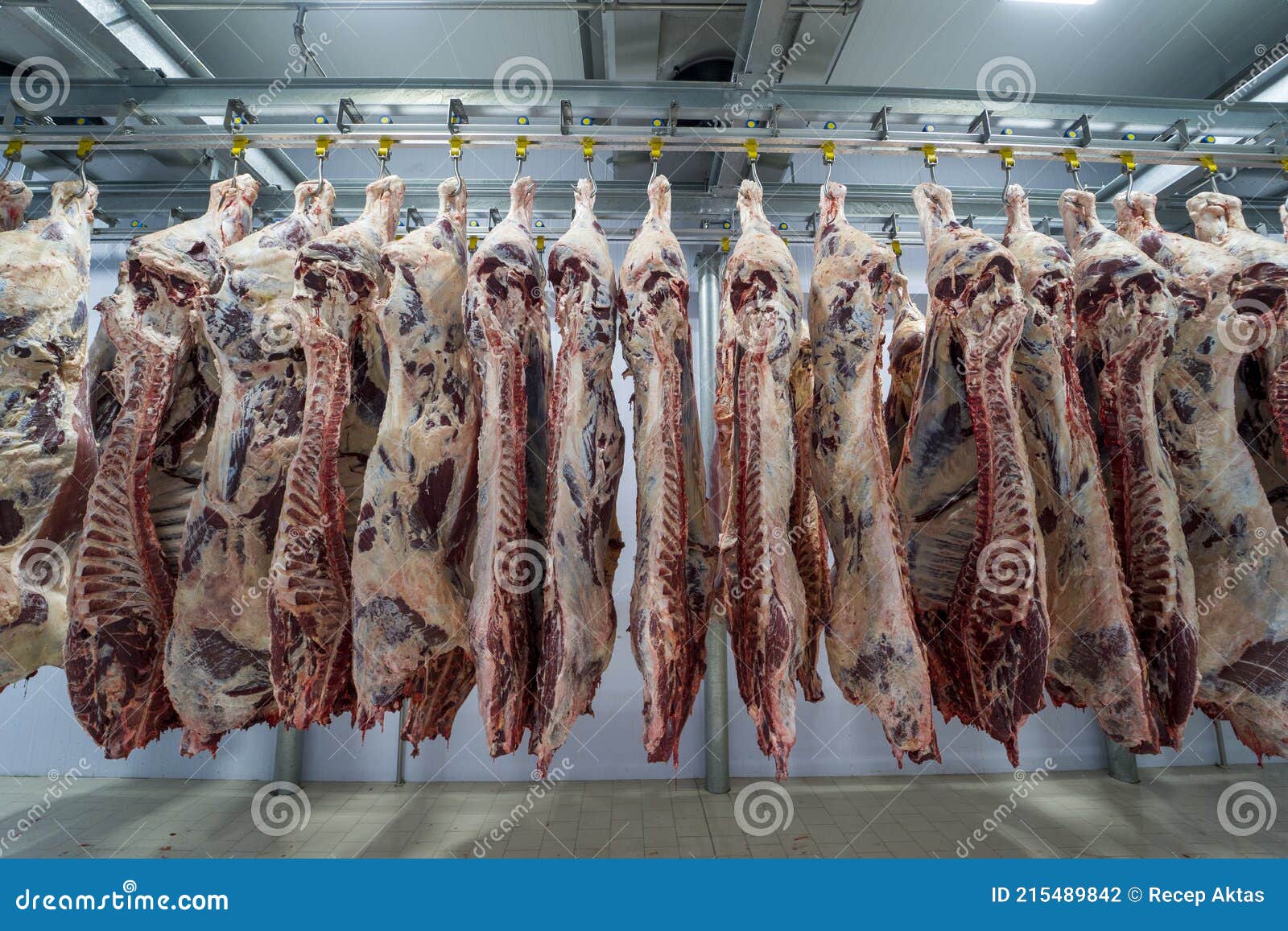 Carcass Meat in Cold Storage Room. Industrial Meat Production Line ...