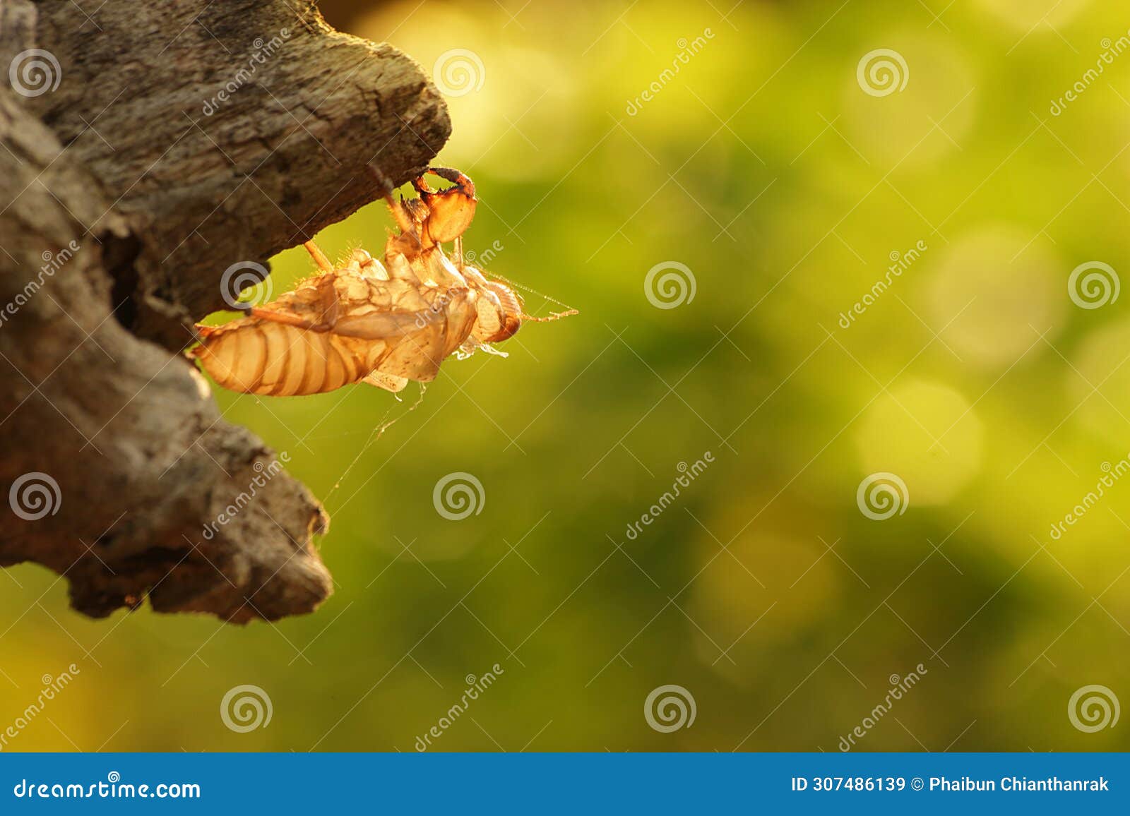 Molting cicada 2 stock image. Image of exoskeleton, skin - 307486139