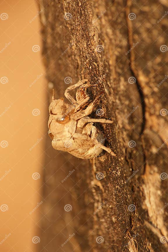 Molting cicada 5 stock photo. Image of tropical, colorful - 307486176