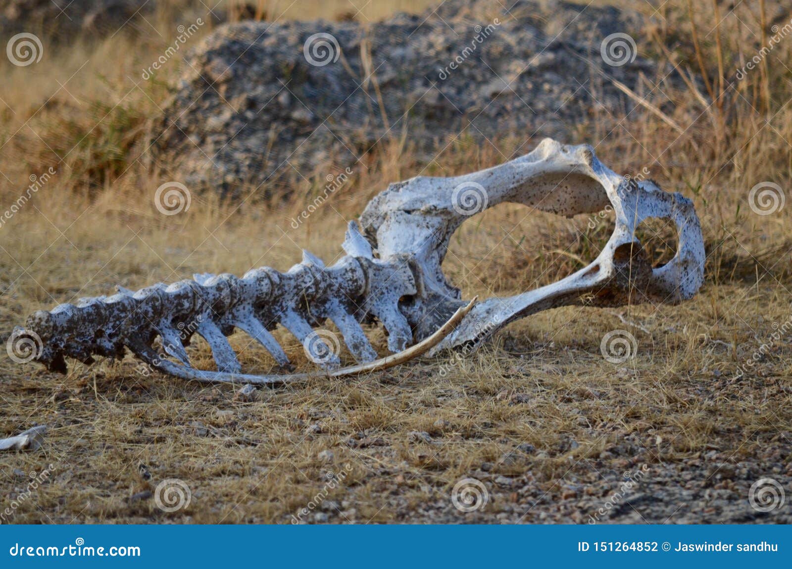 Carcass stock photo. Image of leapord, animal, national - 151264852