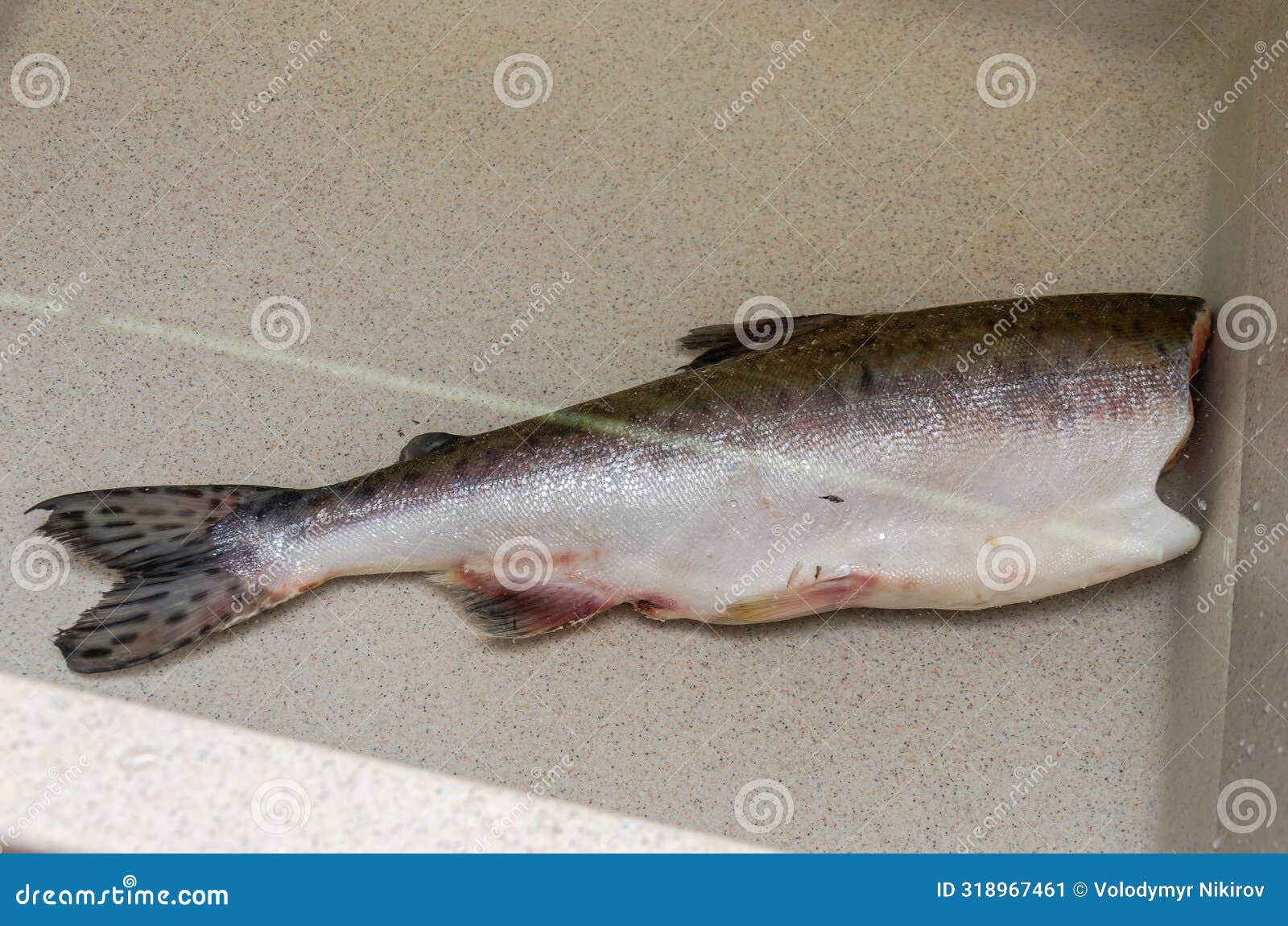 Carcass of Pink Salmon Fish on the Cutting Table Stock Image - Image of ...