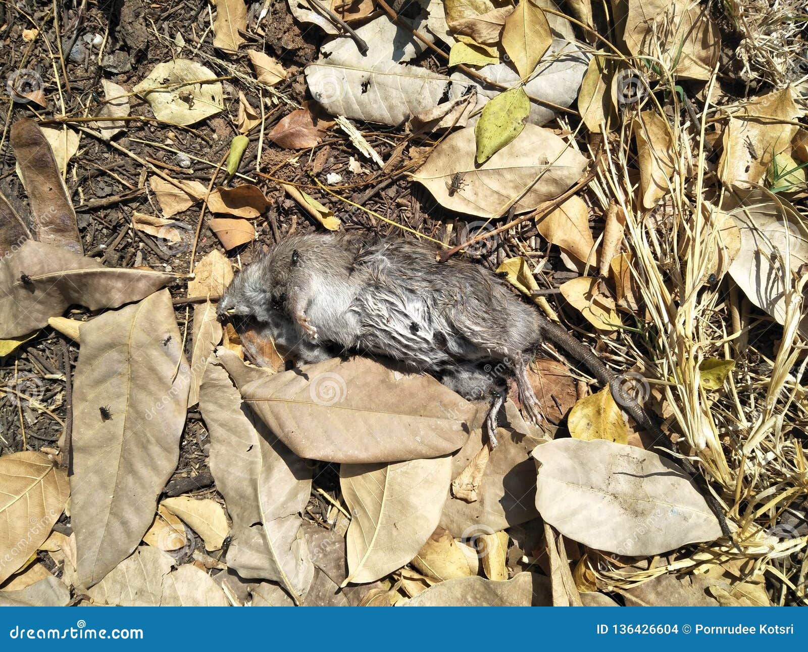 Carcass a rat stock photo. Image of diffusely, carcass - 136426604