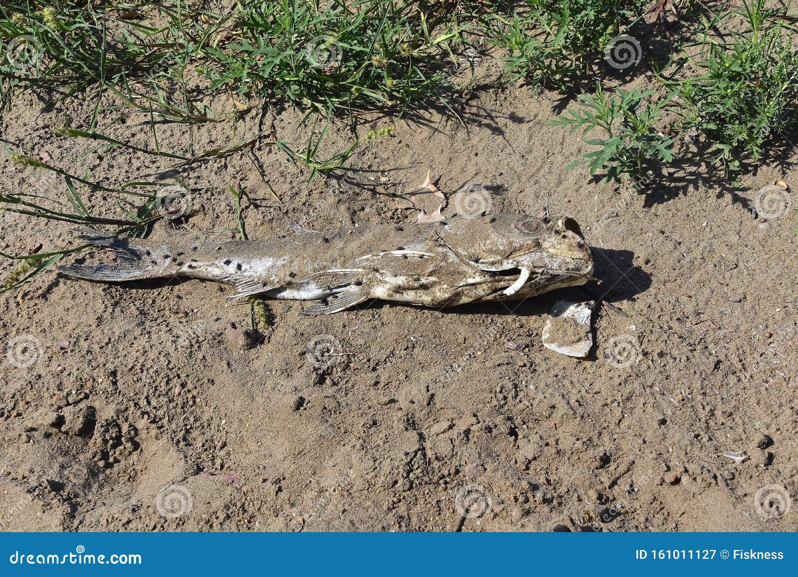 Carcass of a Rough Fish Left Laying in the Sand Stock Image - Image of ...