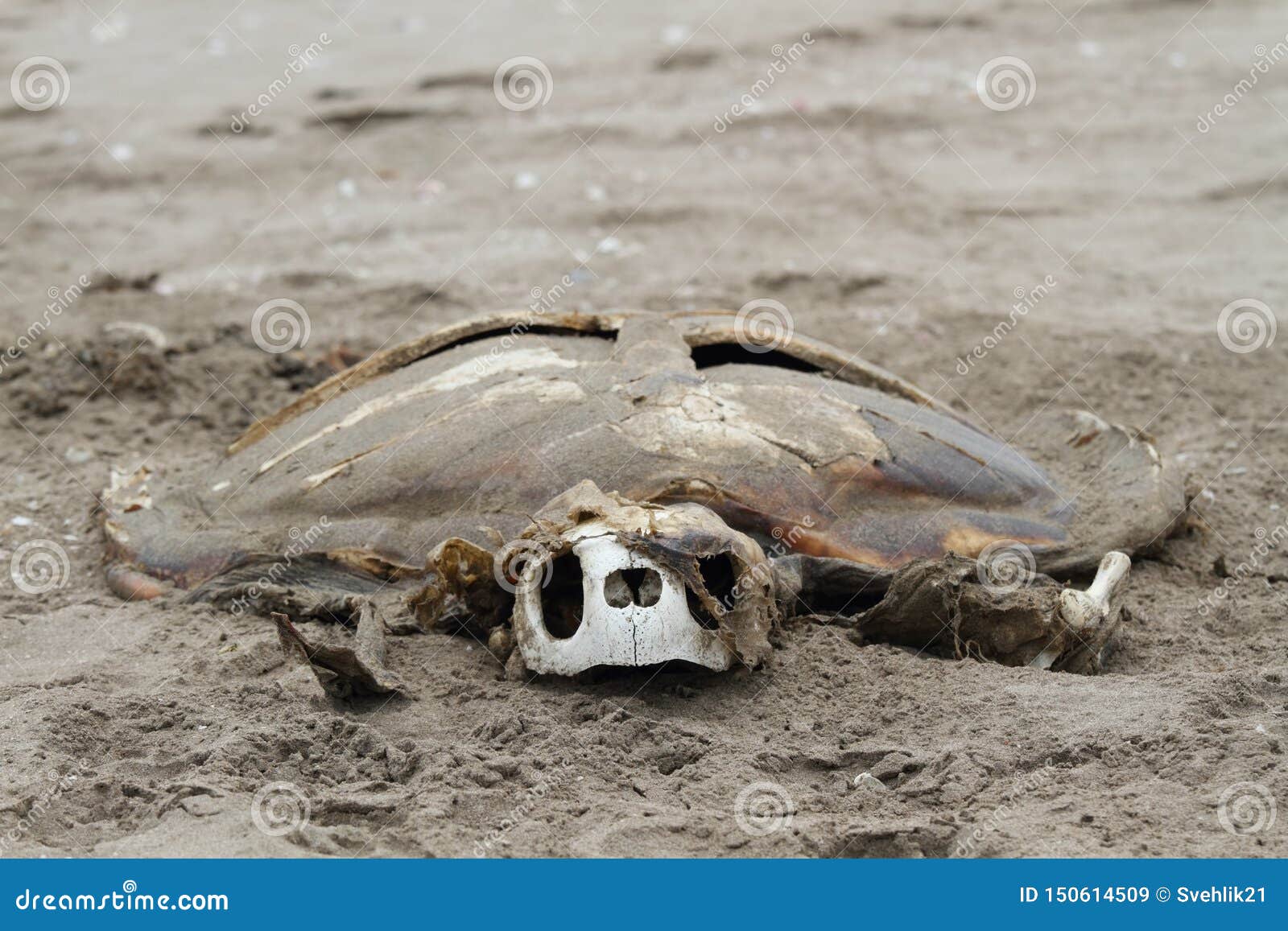 Dead Turtle on the Seashore Stock Image - Image of bone, skull: 150614509