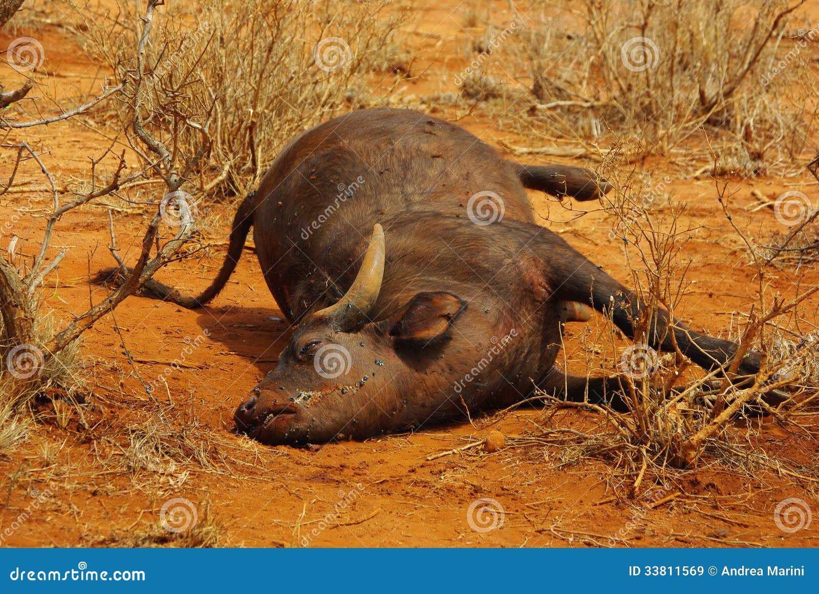Carcassa della Buffalo immagine stock. Immagine di animale - 33811569