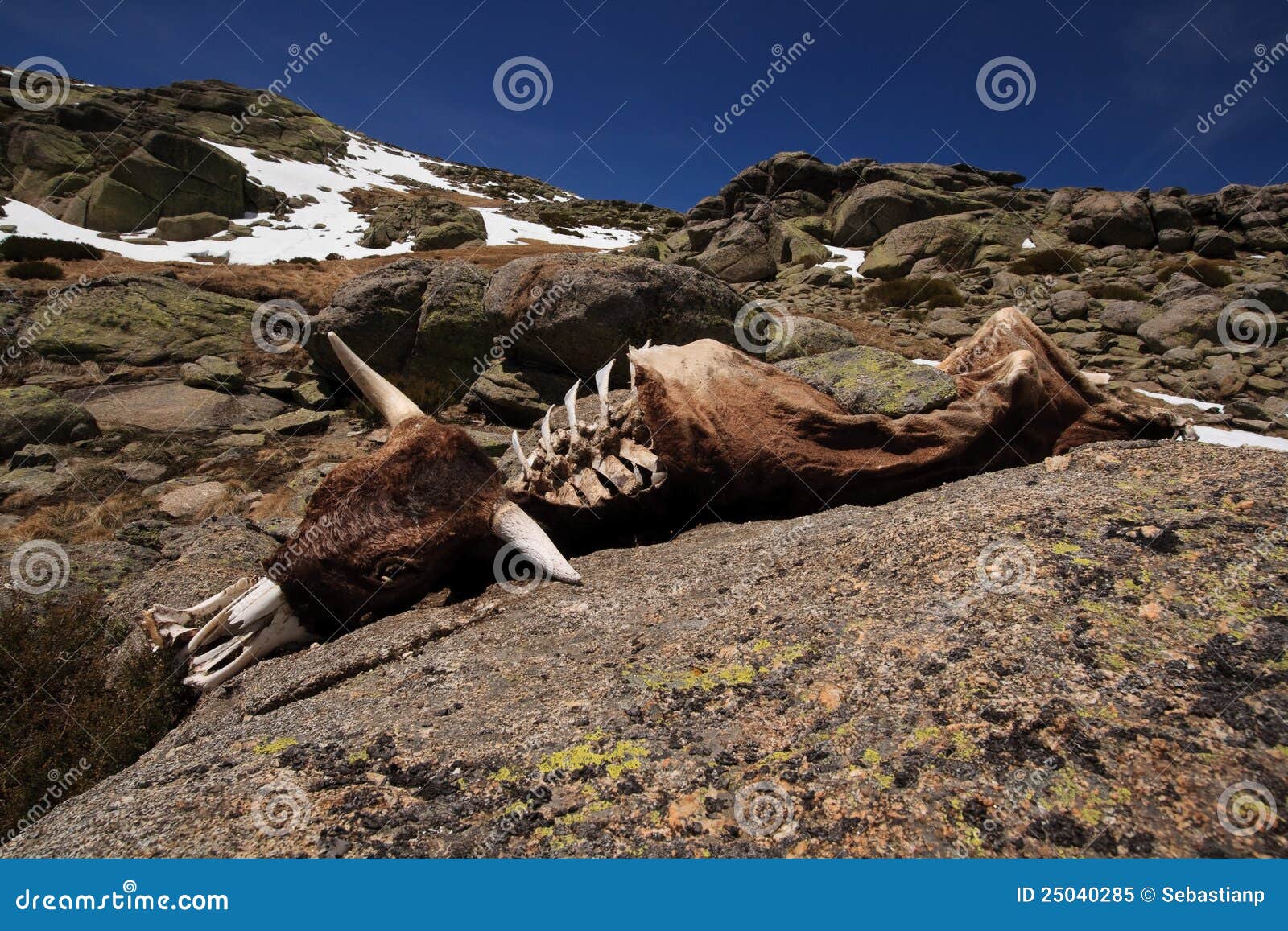 Carcasse d'animal mort image stock. Image du bétail, montagneux - 25040285