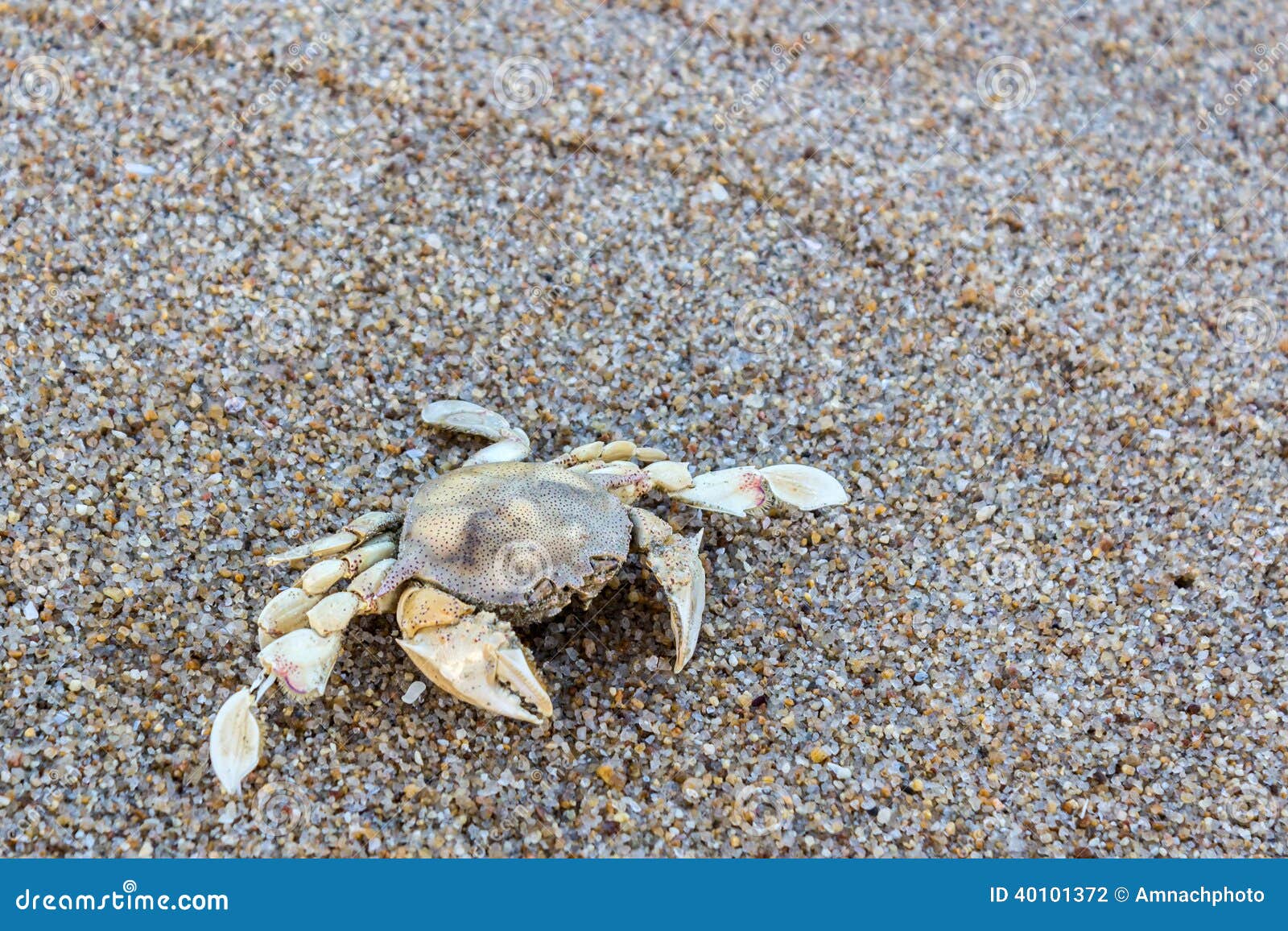 Carcasses of dead crabs. stock photo. Image of destruction - 40101372