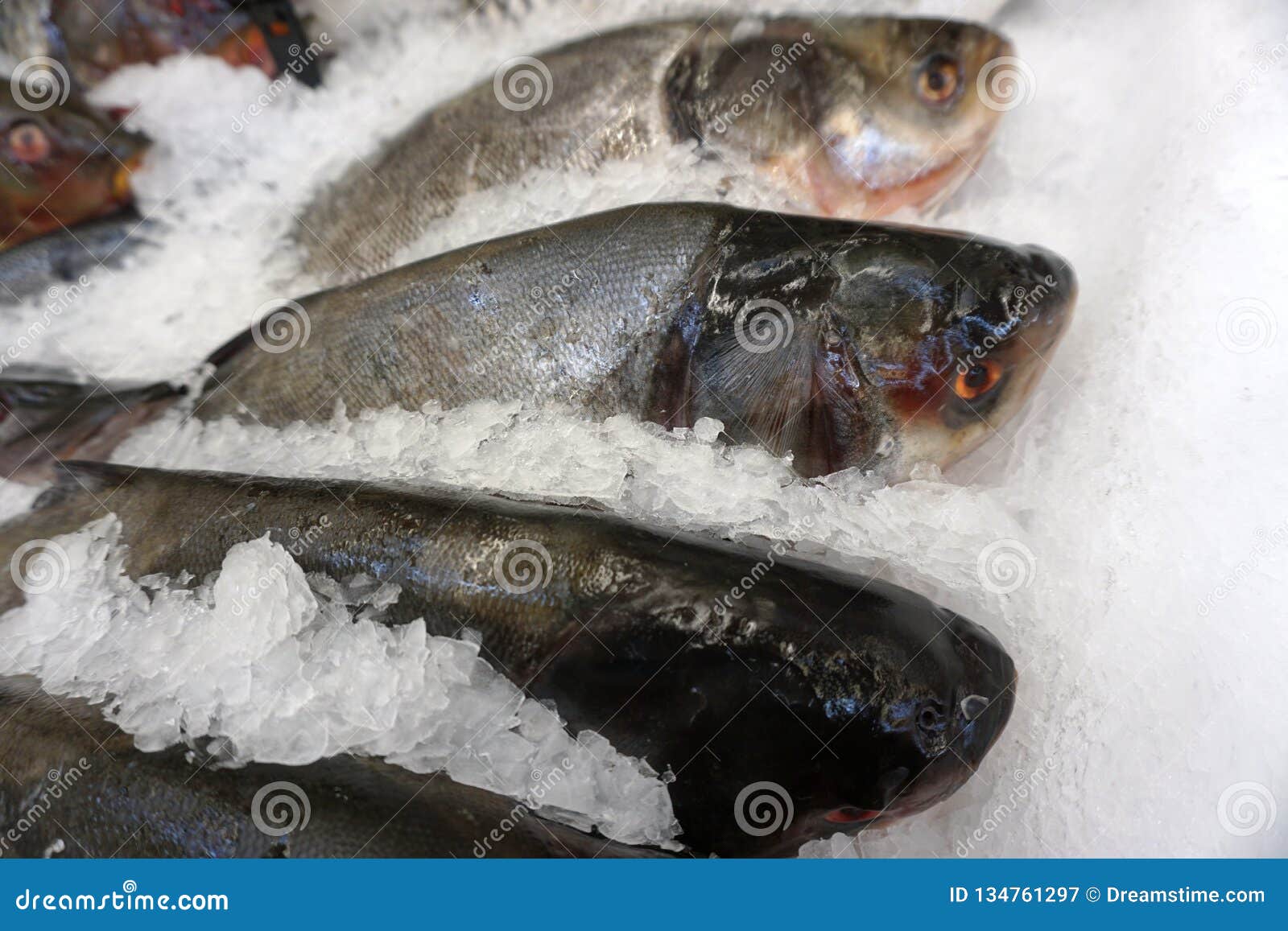 Carcasses of Fresh Fish Salmon in Ice Crumb Stock Image - Image of ...