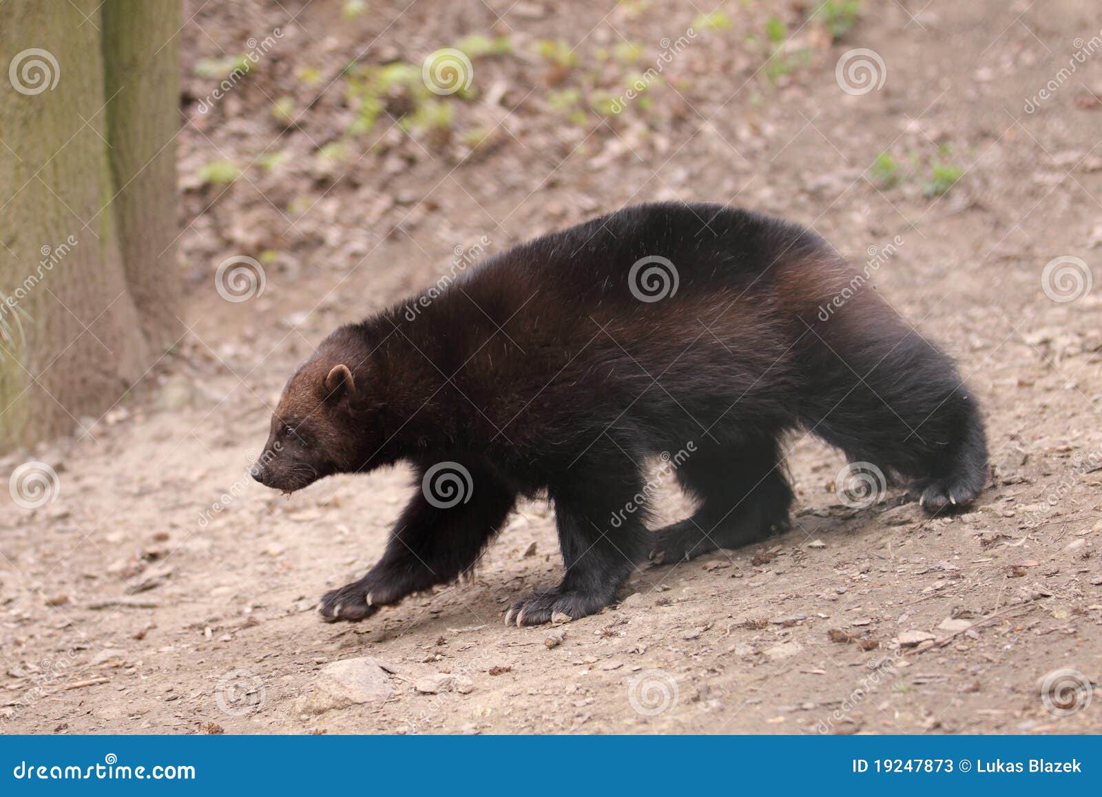 Carcayú imagen de archivo. Imagen de madera, salvaje - 19247873